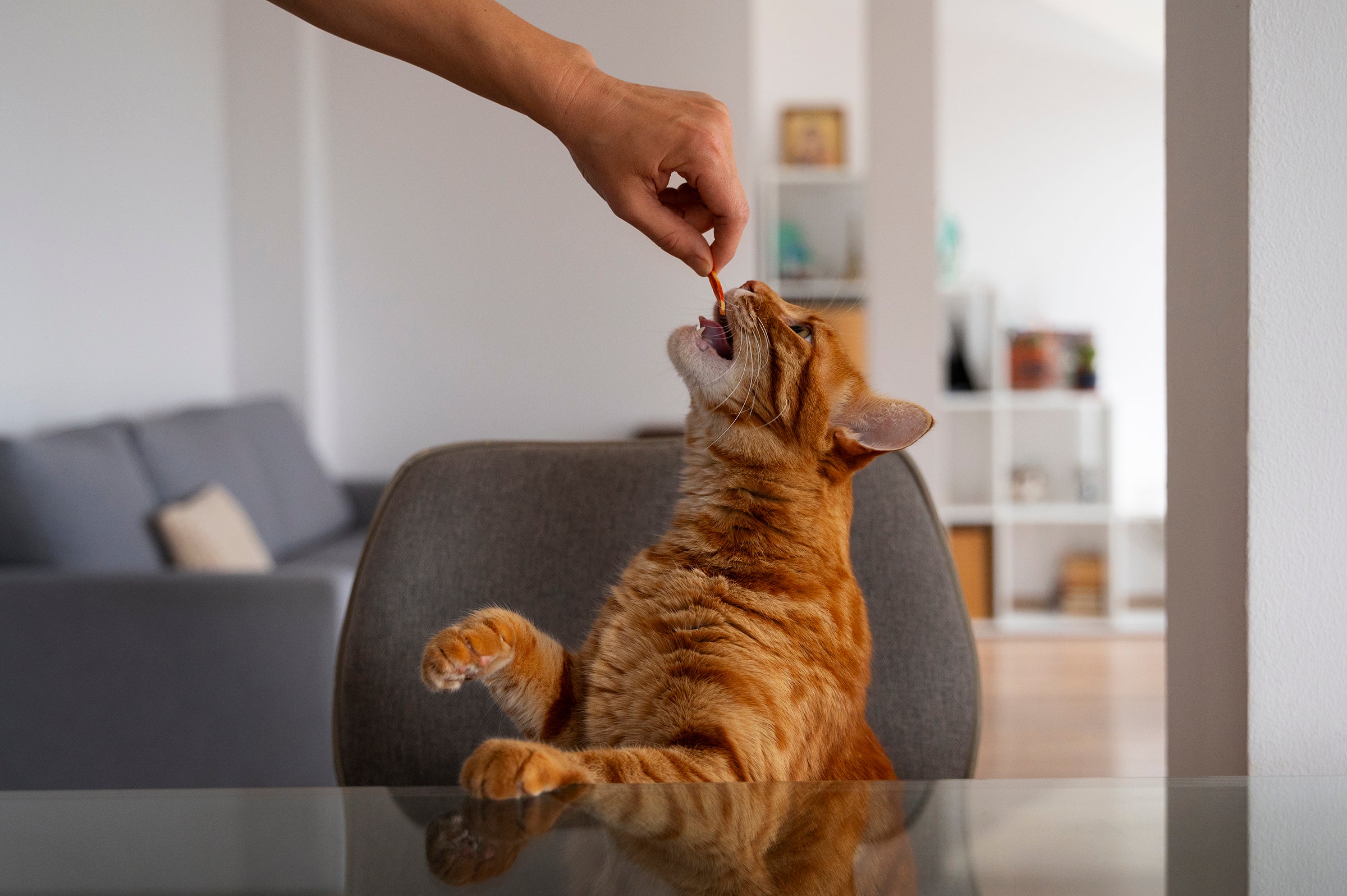 Welcome to the CatCrazy Store for Crazy Good Cat Food